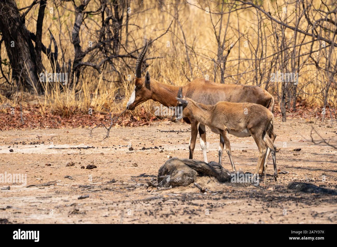 Damaliscus pygargus phillipsi hi-res stock photography and images - Alamy
