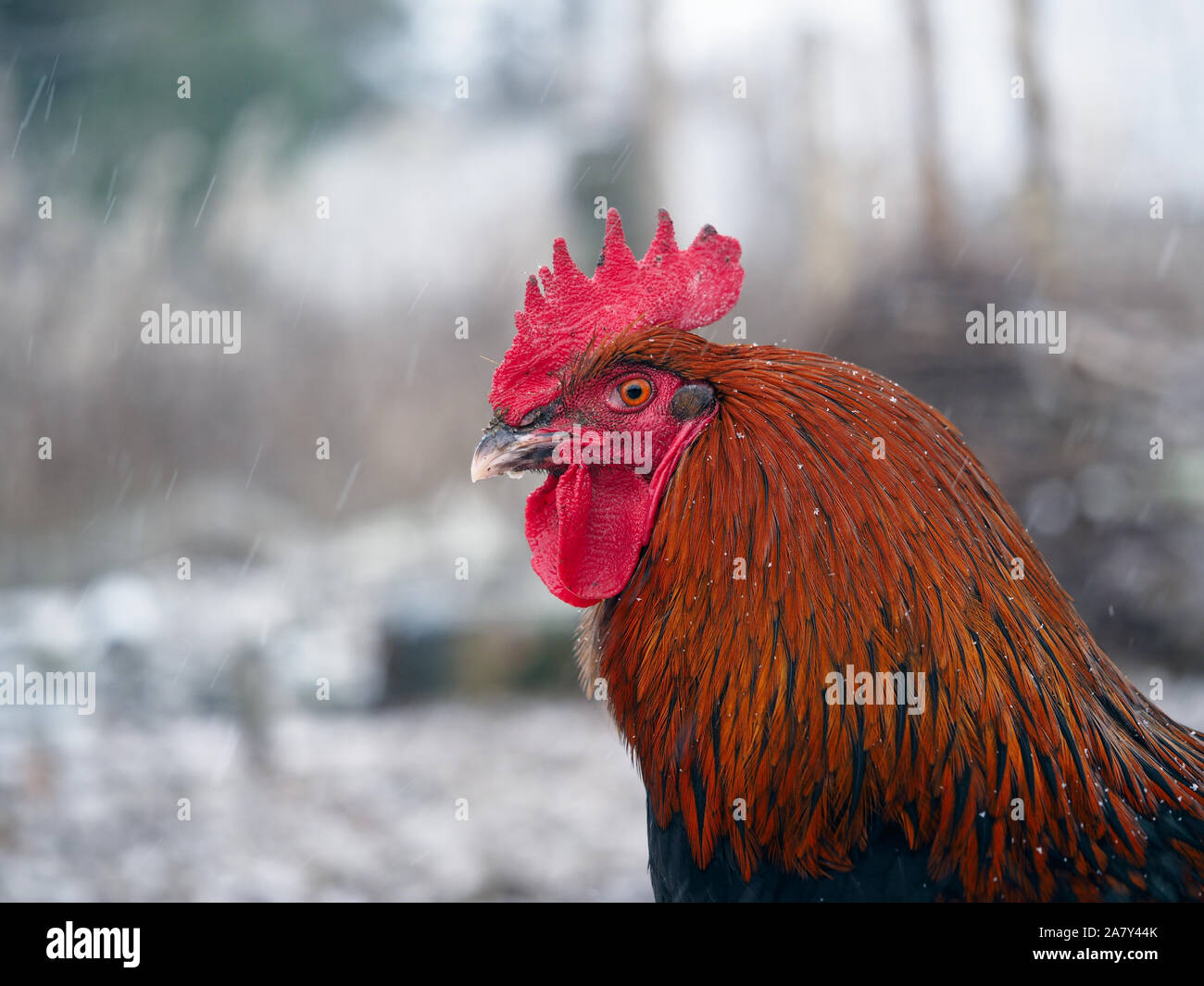 Portrait of a rooster under the snow. The concept of cold, climate ...