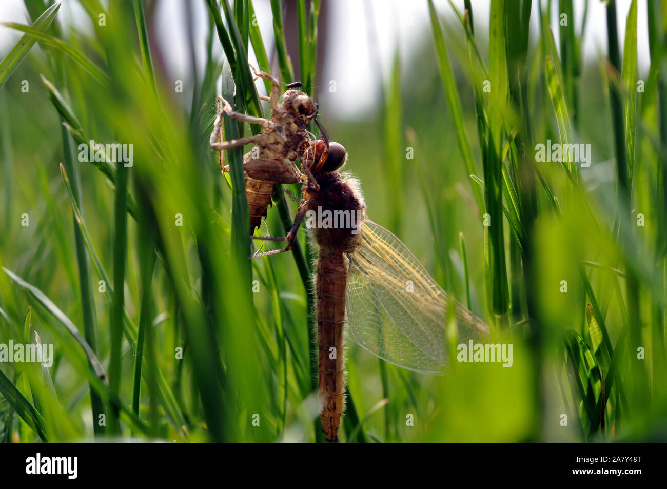 Dragonfly exoskeleton hi-res stock photography and images - Alamy