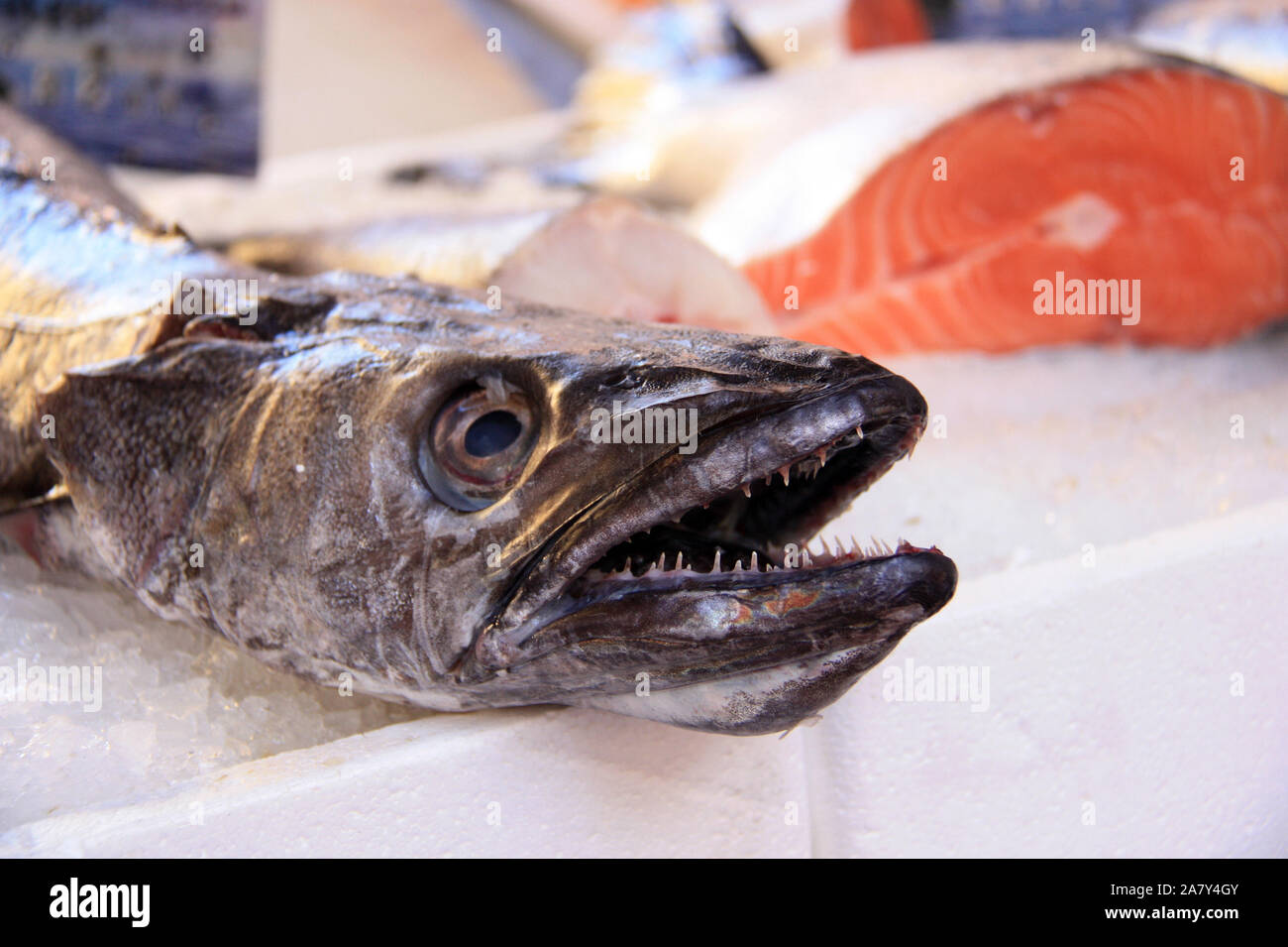 Fresh barracuda fish market hi-res stock photography and images - Alamy