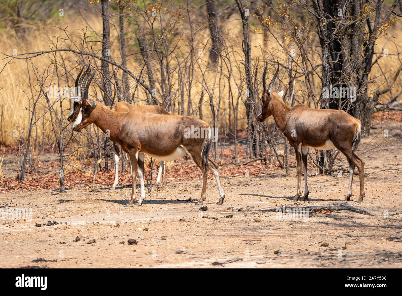 Blesbuck hi-res stock photography and images - Alamy