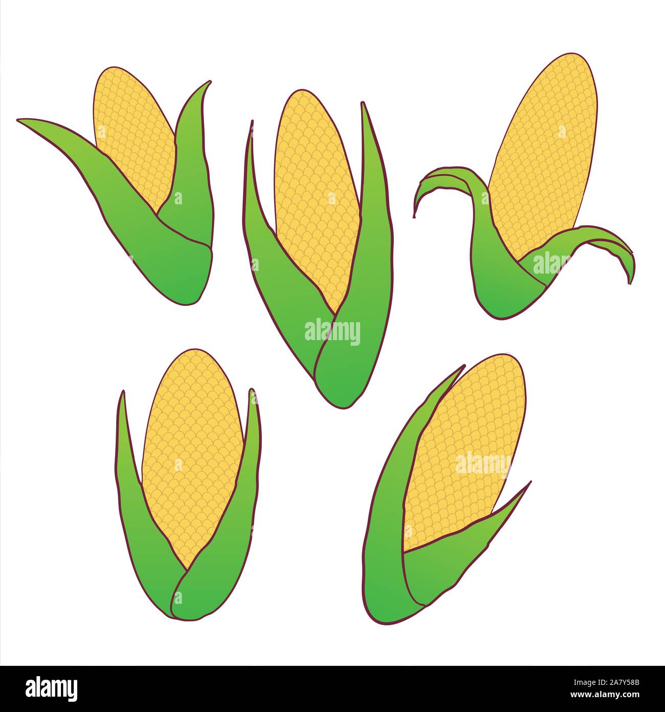 set of corn vector illustration isolated on white Stock Vector Image ...