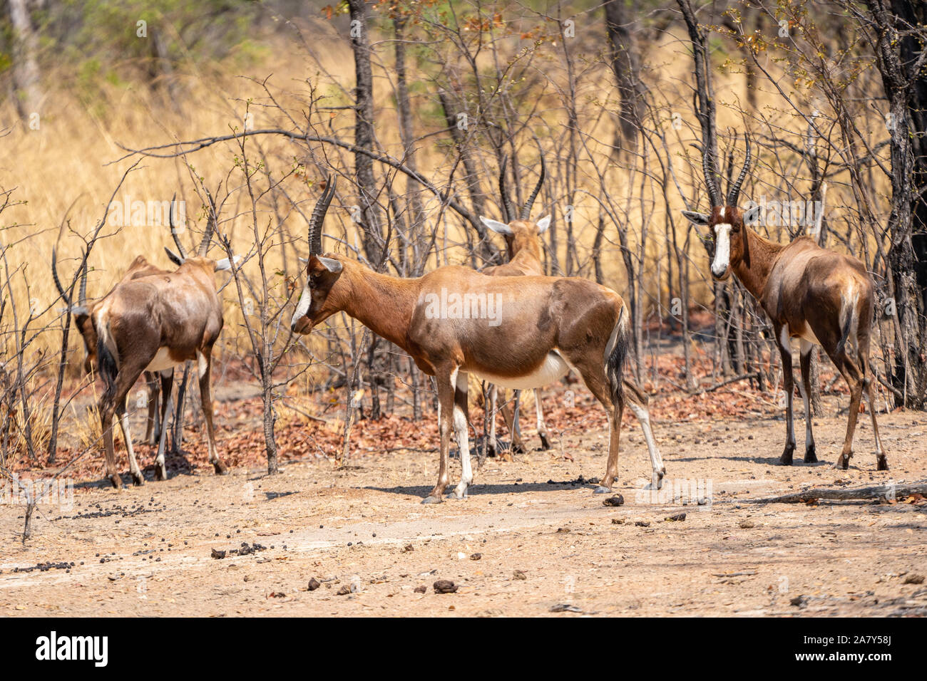 Blesbuck hi-res stock photography and images - Alamy