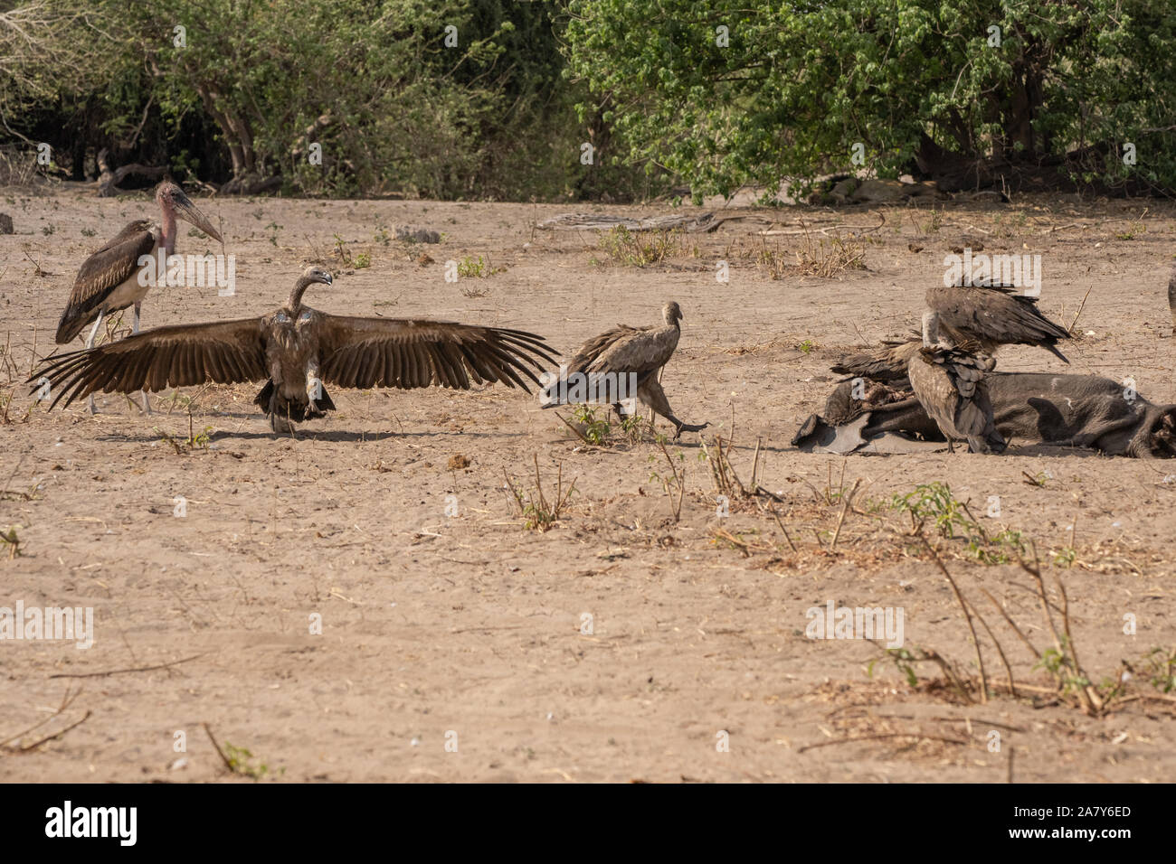 A dead elephant is eaten by an white-backed vulture (Gyps africanus ...