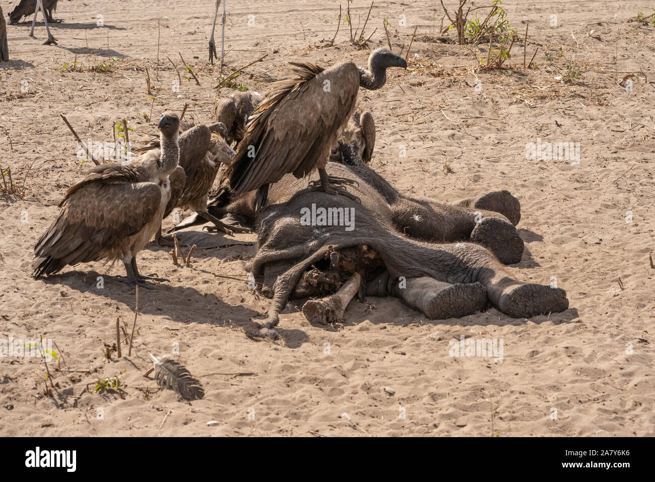 A dead elephant is eaten by an white-backed vulture (Gyps africanus ...