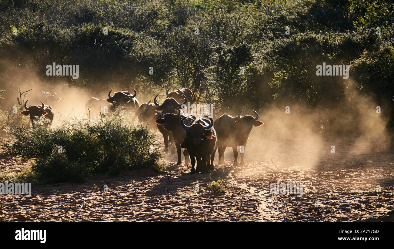 Group of African buffalo (Syncerus caffer), photographed in backlight ...