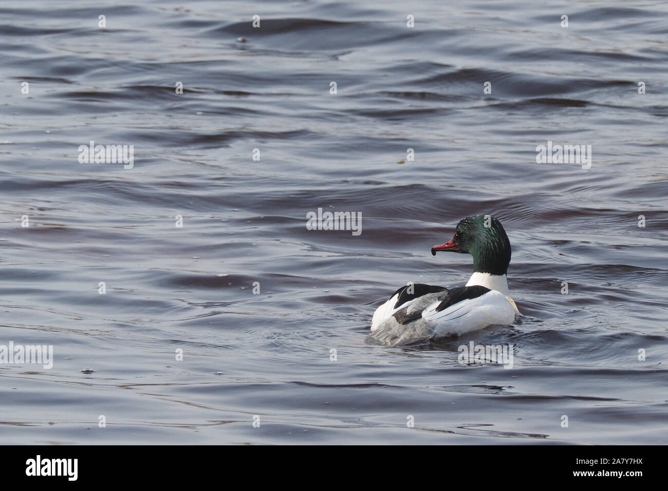 Goosander duck on the river Stock Photo - Alamy