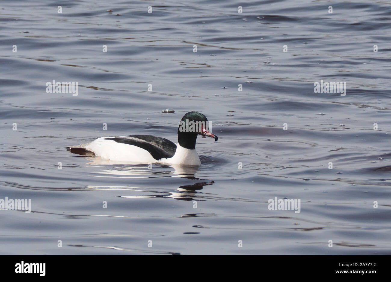 Goosander duck on the river Stock Photo - Alamy