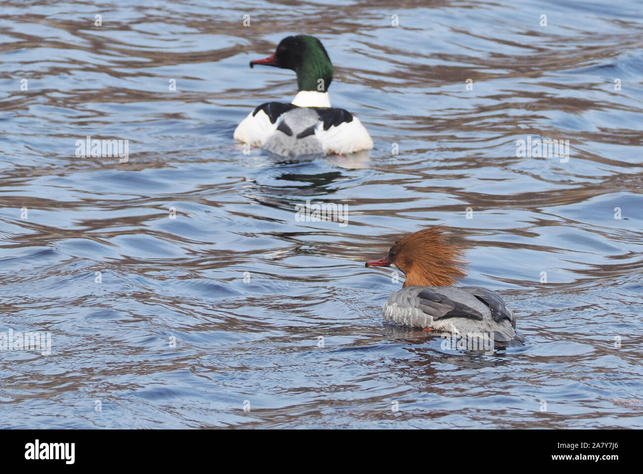 Goosander duck hi-res stock photography and images - Alamy