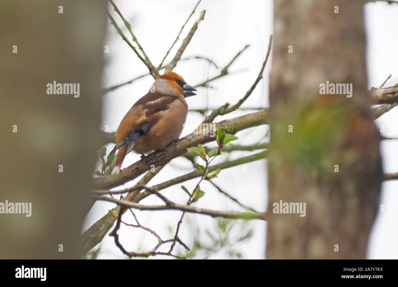 Grosbeak flying hi-res stock photography and images - Alamy