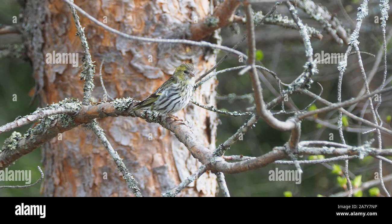 Siskin bird on a tree. spring forest Stock Photo - Alamy