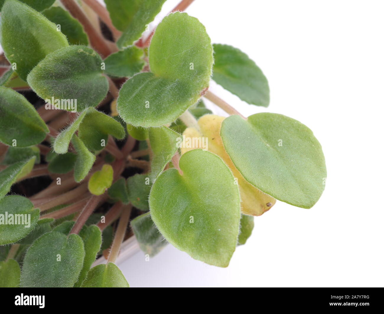 violet leaves on a white background Stock Photo - Alamy