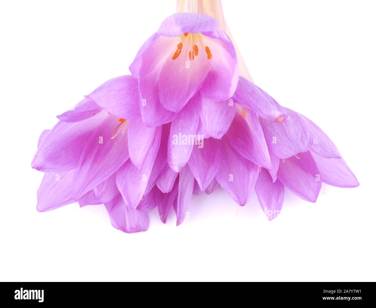 purple colchicum flowers on a white background Stock Photo - Alamy
