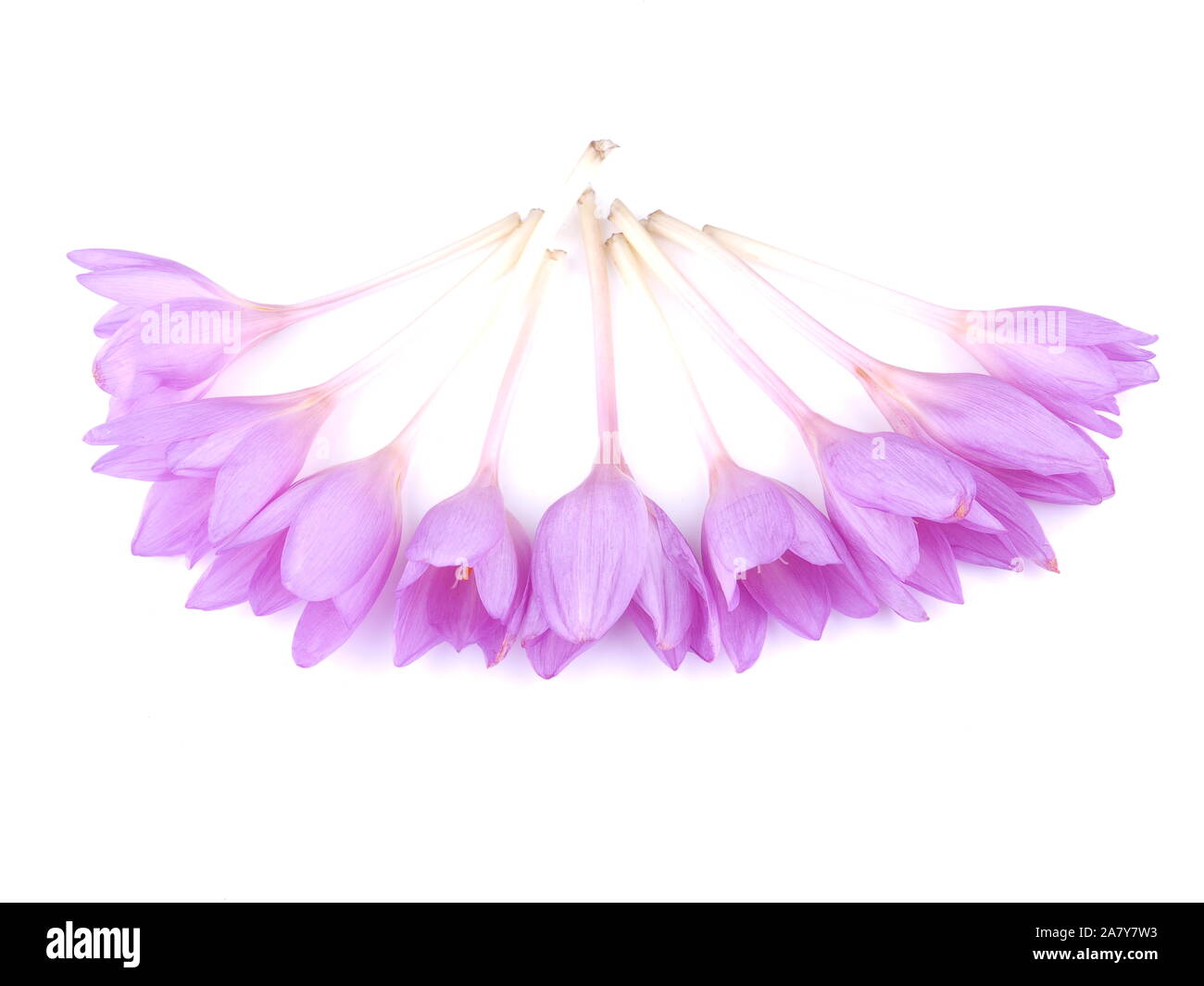 purple colchicum flowers on a white background Stock Photo - Alamy