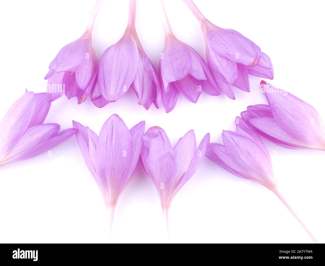 purple colchicum flowers on a white background Stock Photo - Alamy