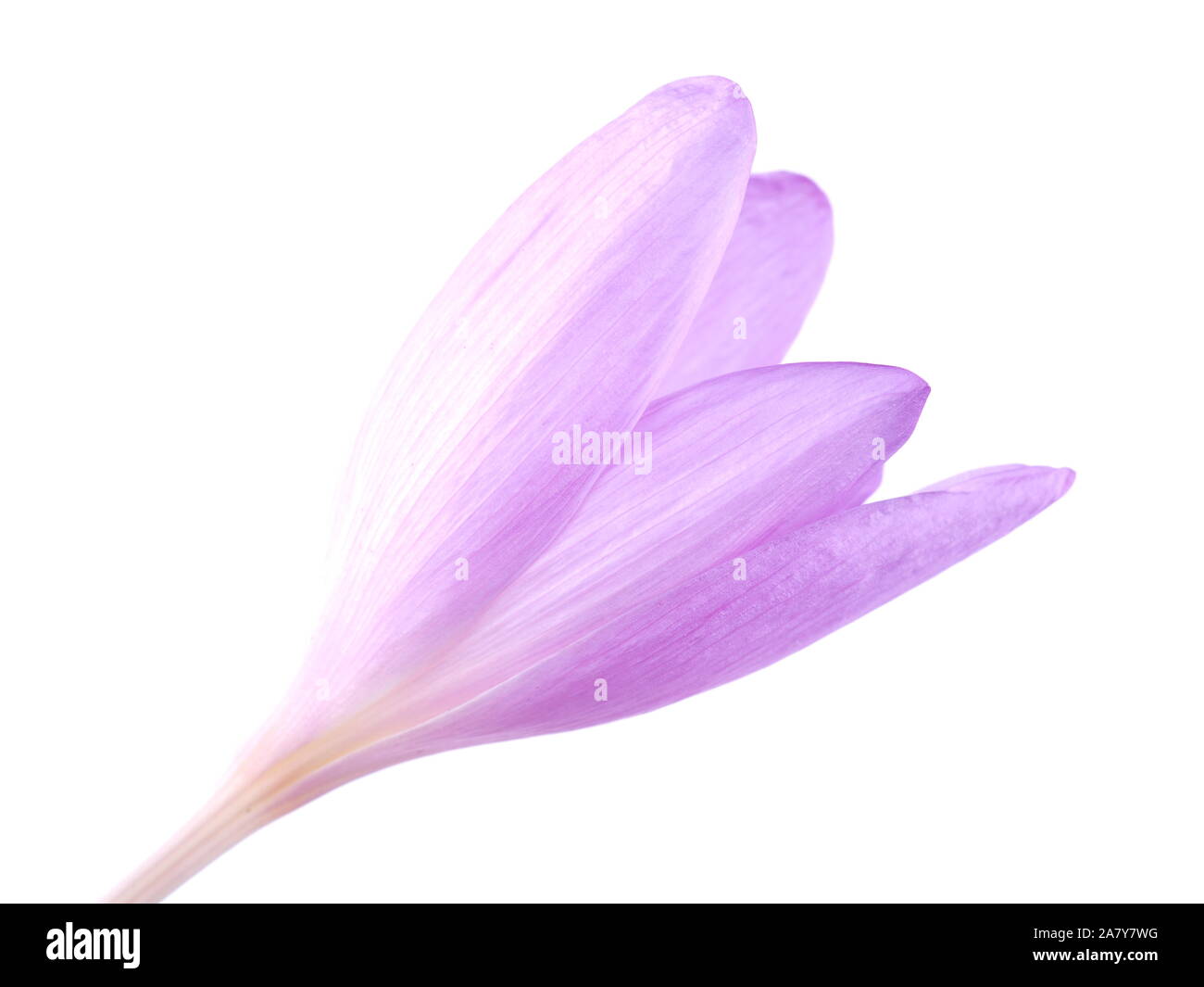 purple colchicum flowers on a white background Stock Photo - Alamy
