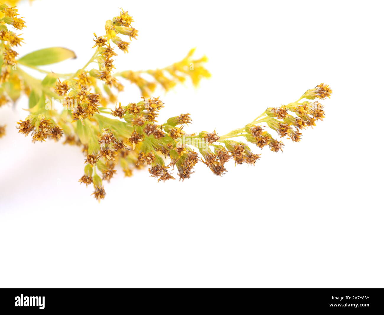 goldenrod flowers on a white background Stock Photo - Alamy