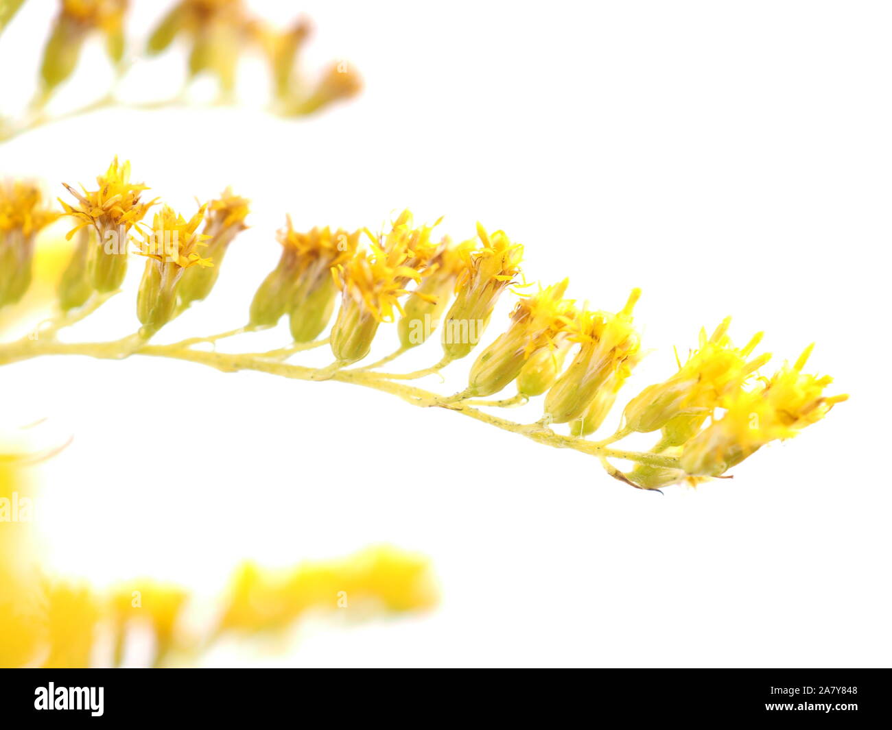 Blooming goldenrod plant isolated on hi-res stock photography and ...