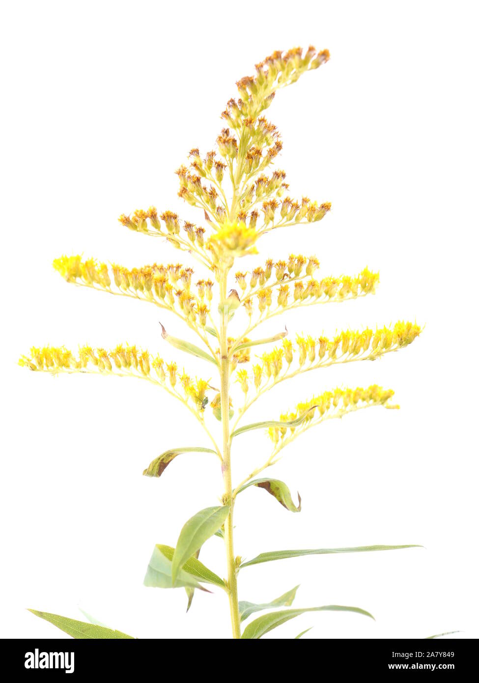 Blooming goldenrod plant isolated on hi-res stock photography and ...