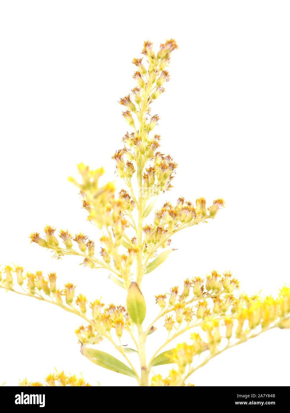 goldenrod flowers on a white background Stock Photo - Alamy