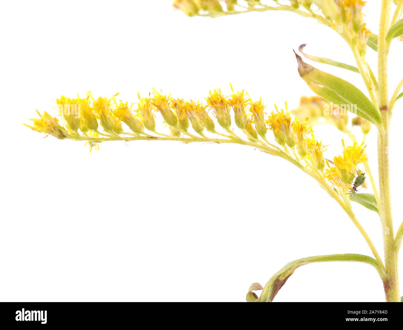 Blooming goldenrod plant isolated on hi-res stock photography and ...