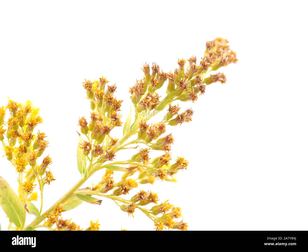 Blooming goldenrod plant isolated on hi-res stock photography and ...