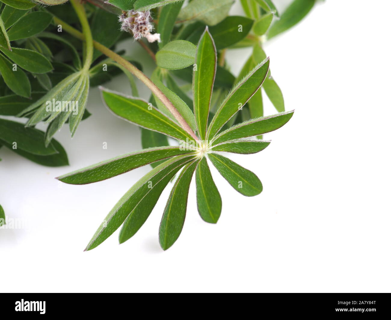 lupine leaves on a white background Stock Photo - Alamy