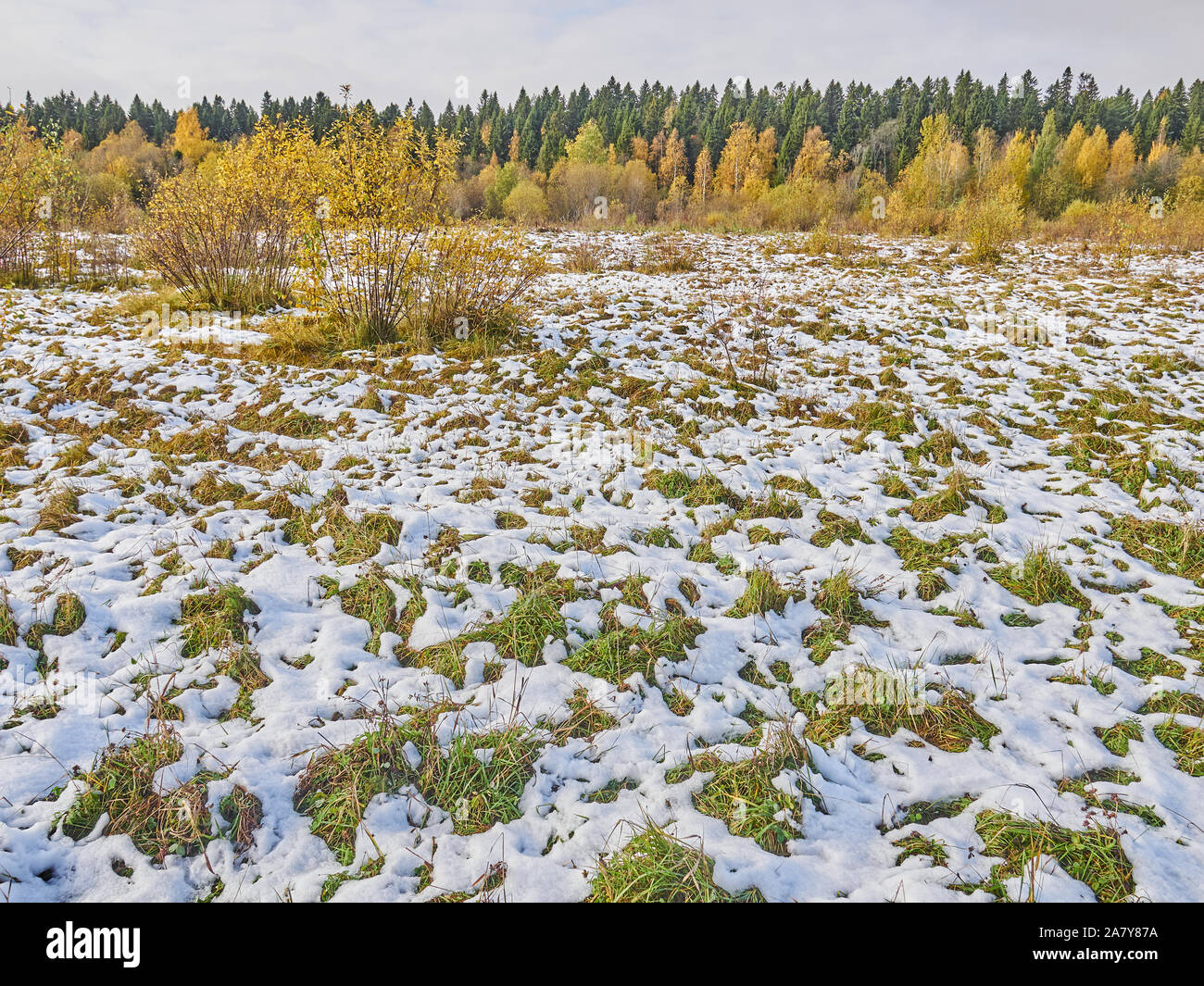 field in the forest. autumn Stock Photo - Alamy