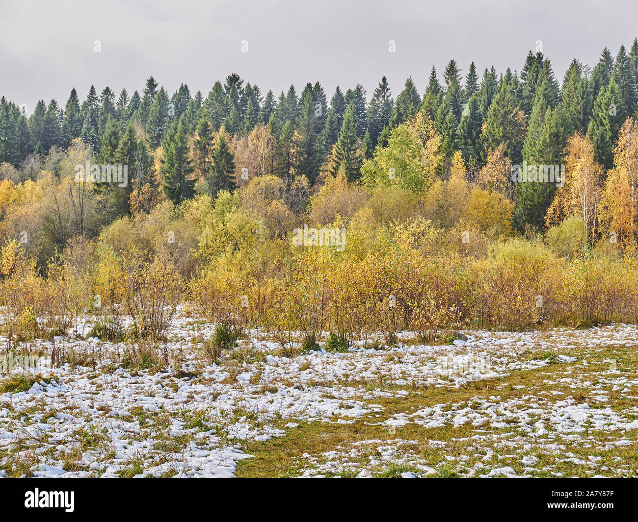 field in the forest. autumn Stock Photo - Alamy