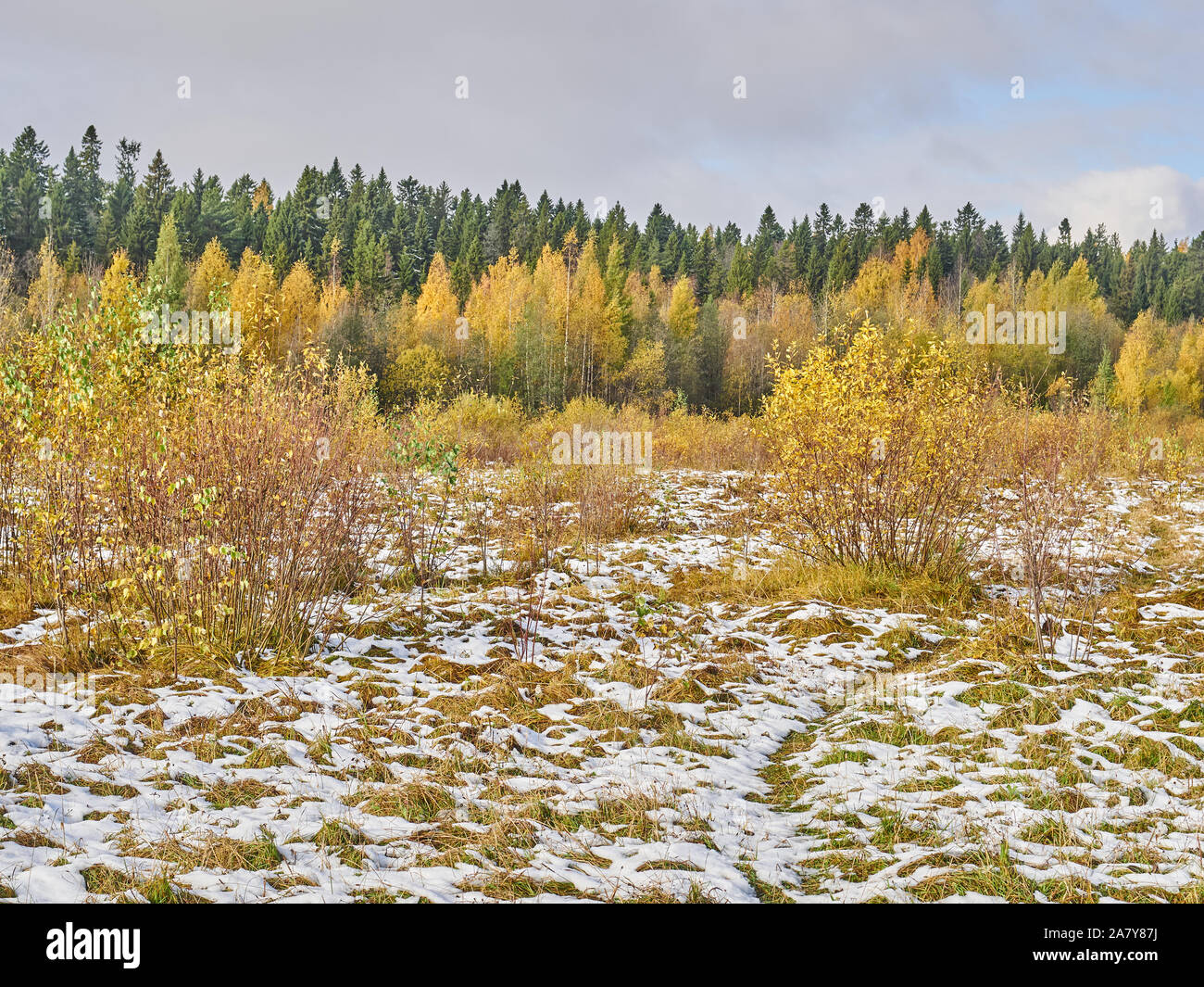 field in the forest. autumn Stock Photo - Alamy