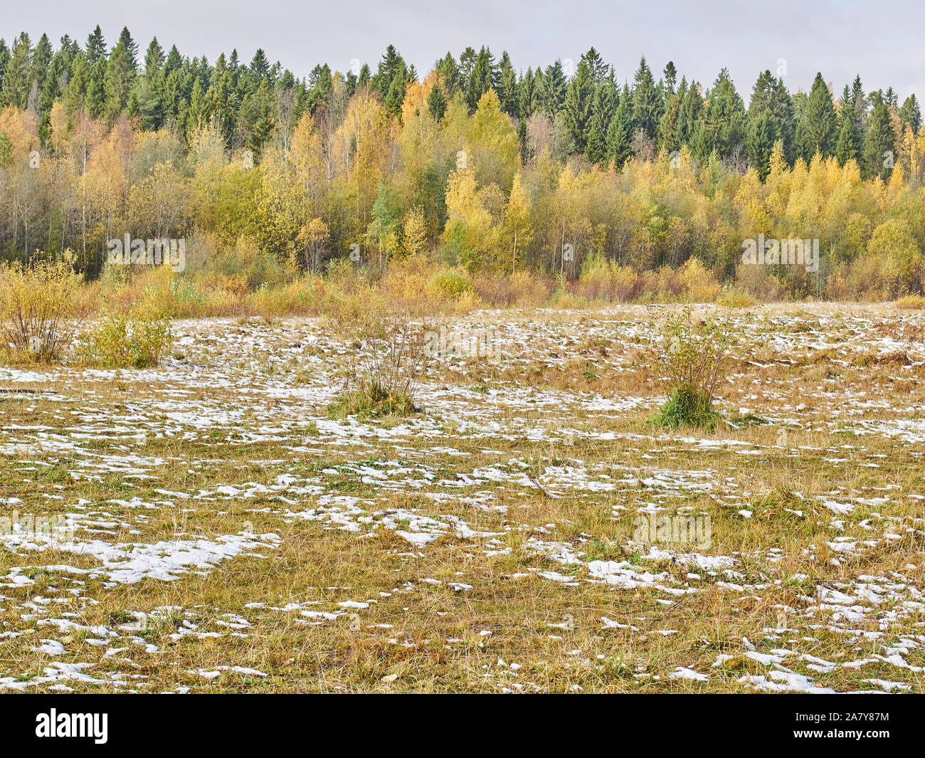 field in the forest. autumn Stock Photo - Alamy