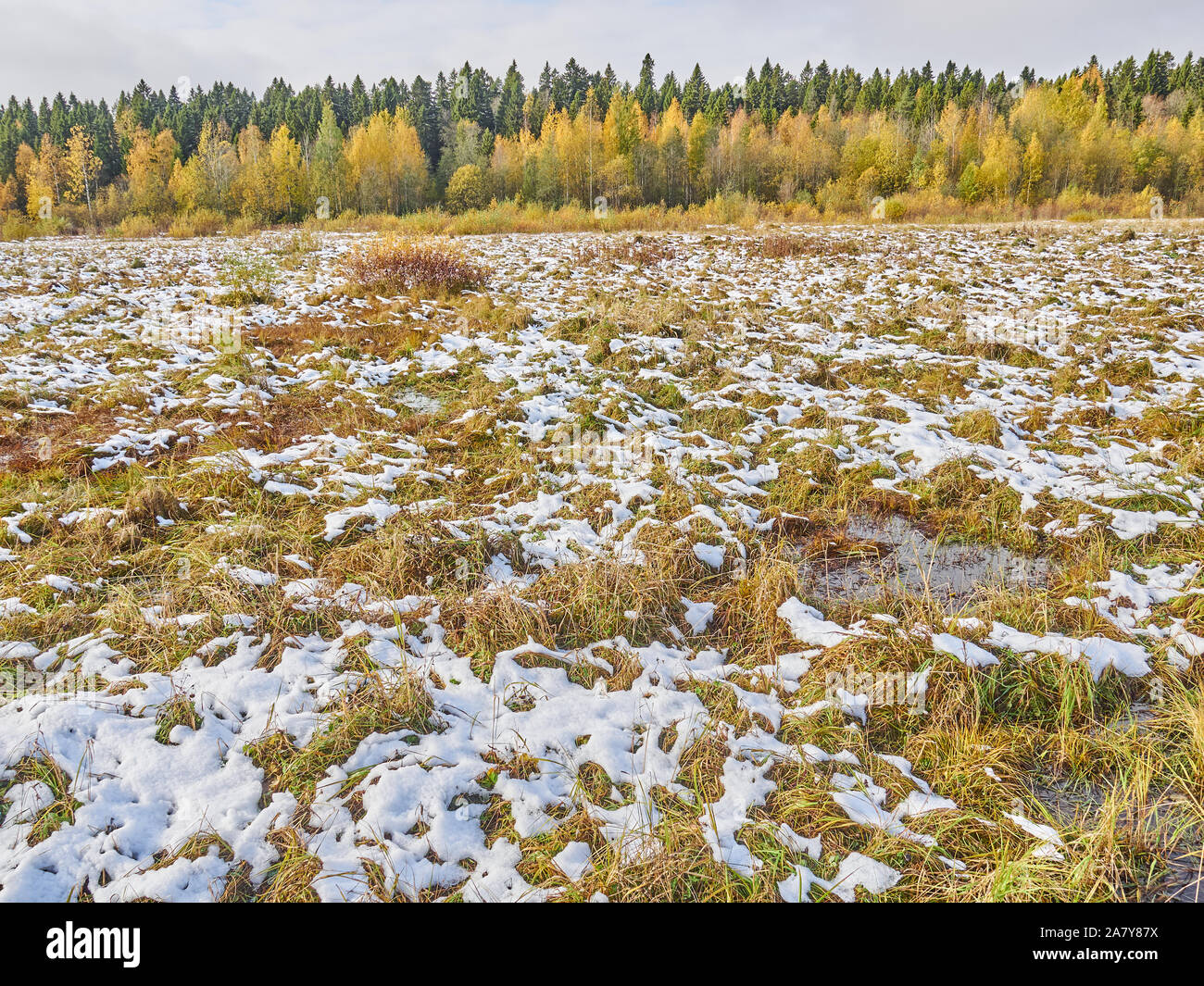field in the forest. autumn Stock Photo - Alamy