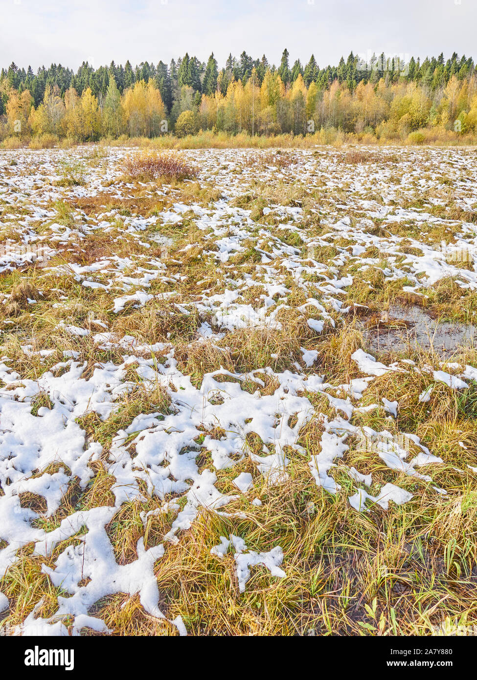 field in the forest. autumn Stock Photo - Alamy