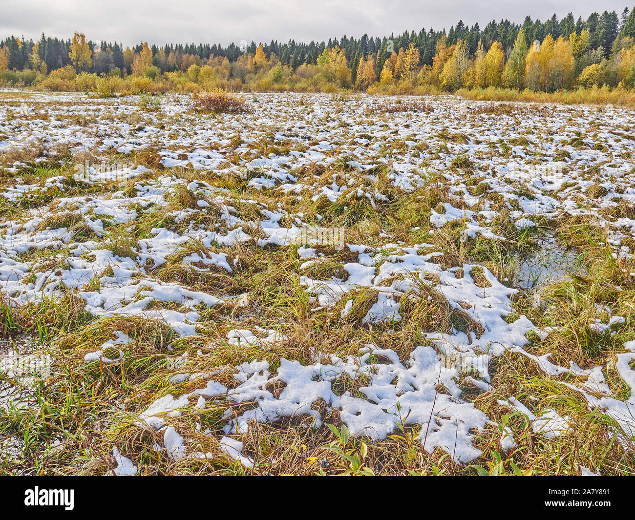 field in the forest. autumn Stock Photo - Alamy