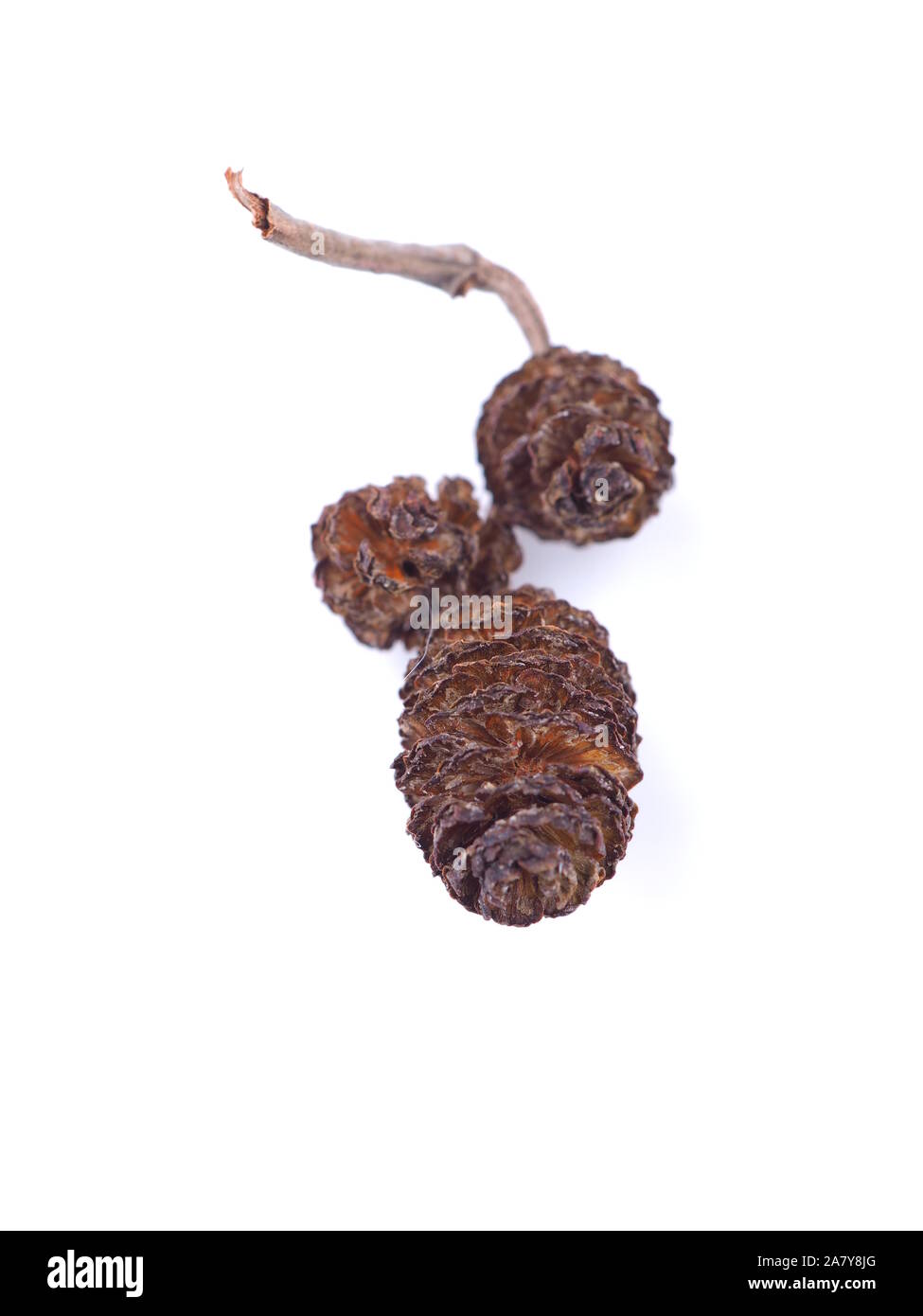 alder cones on a white background Stock Photo - Alamy