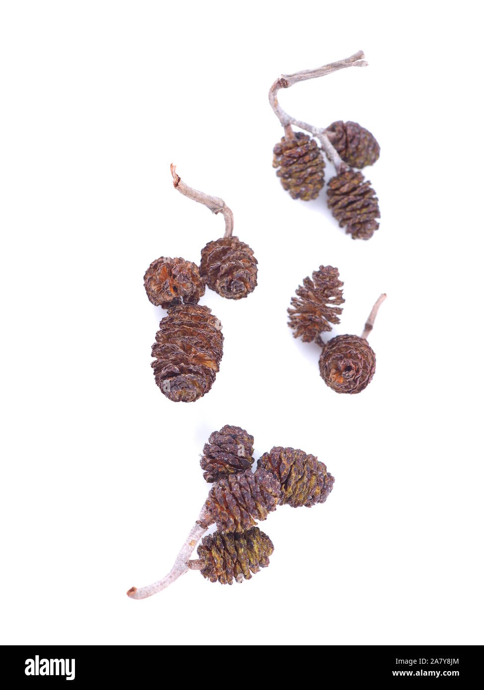 Alder cone on a branch hi-res stock photography and images - Alamy