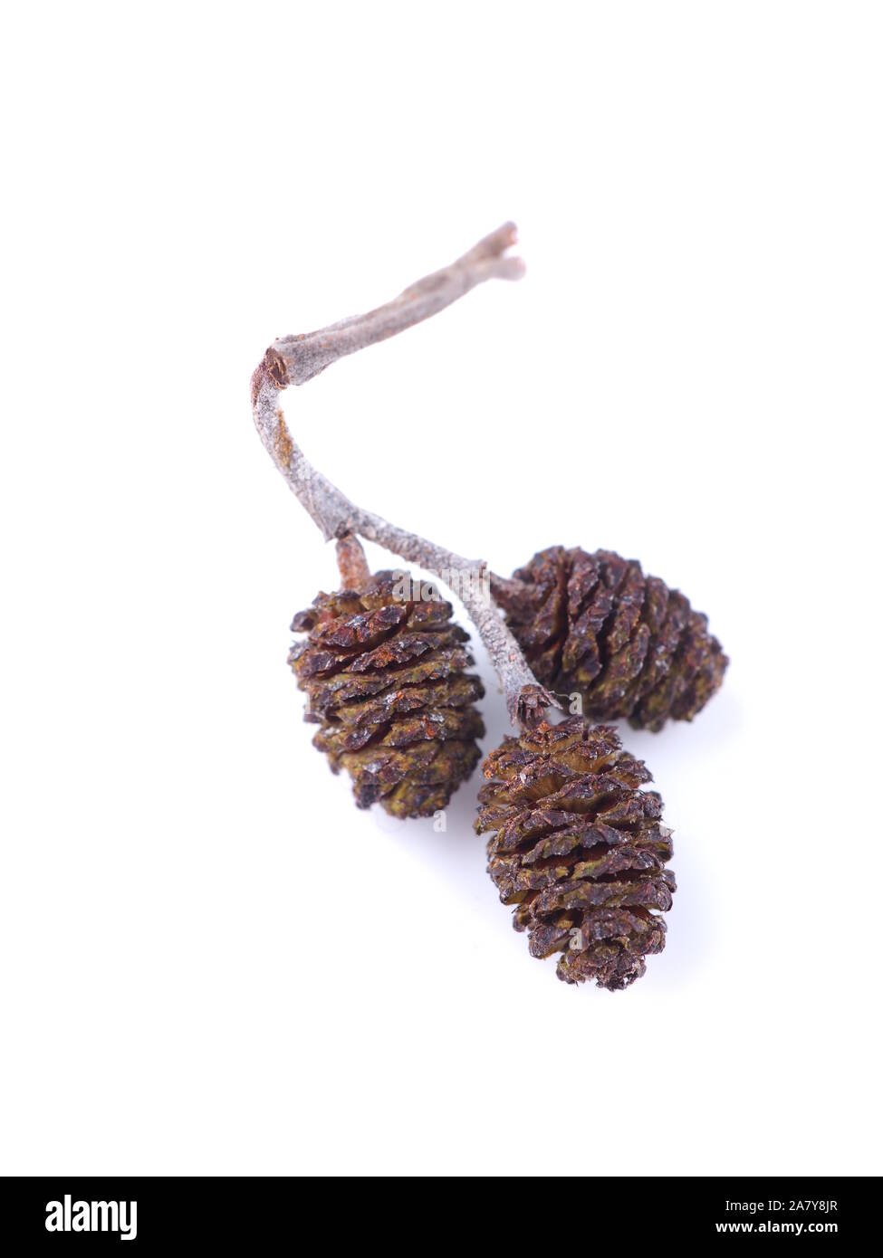 alder cones on a white background Stock Photo - Alamy