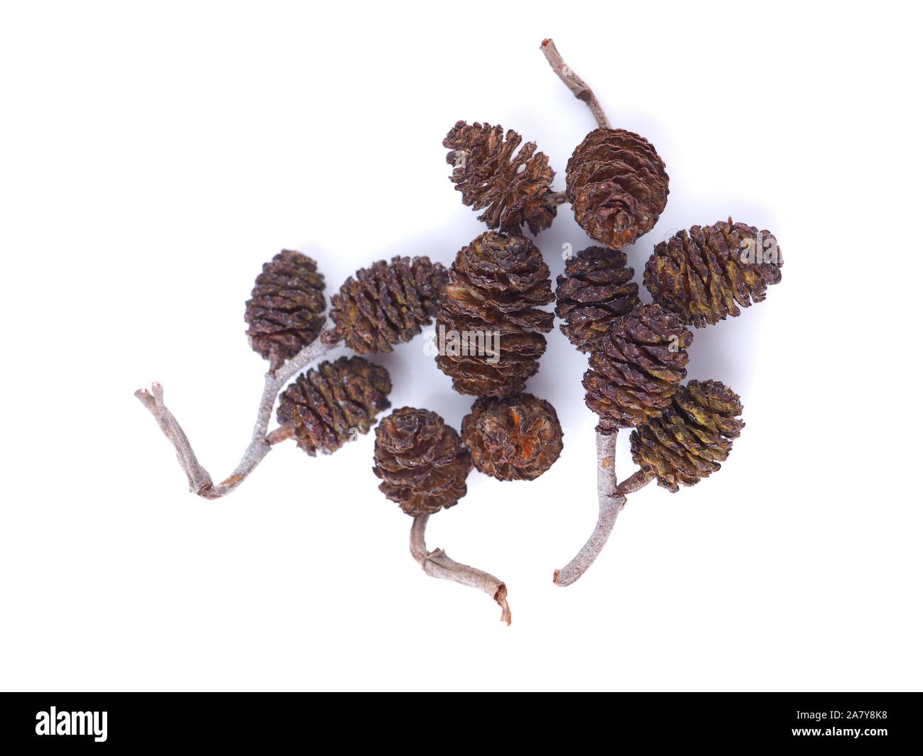 alder cones on a white background Stock Photo - Alamy