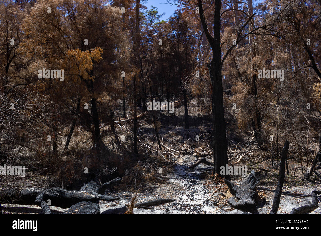 Australian forest after the serious bushfire in Mount Frankland South ...