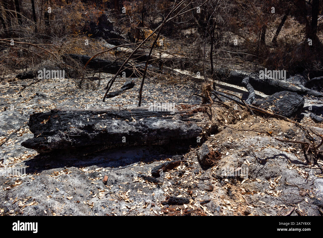 Australian bushfire recovery hi-res stock photography and images - Alamy