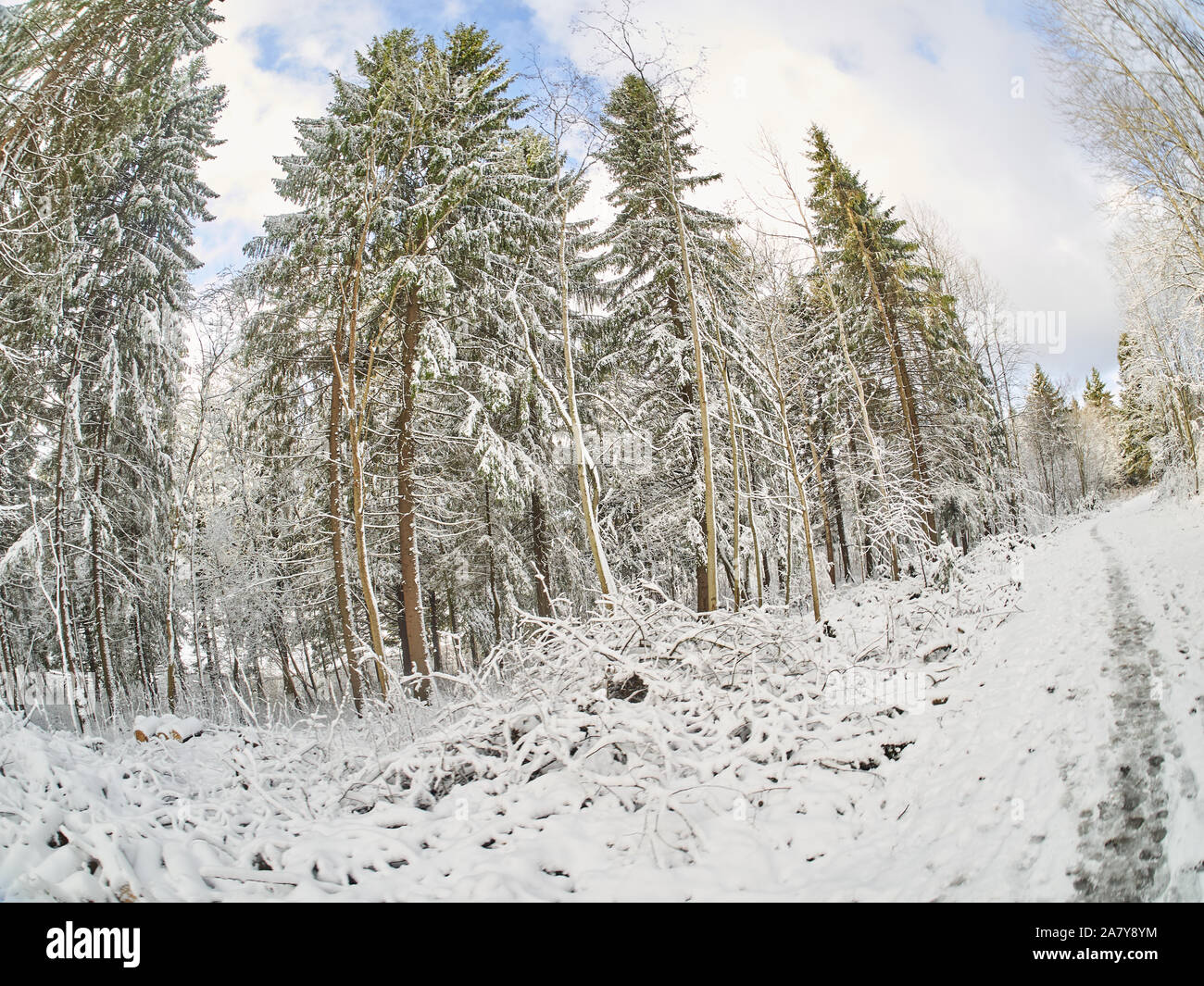 winter in the forest. taiga Stock Photo - Alamy