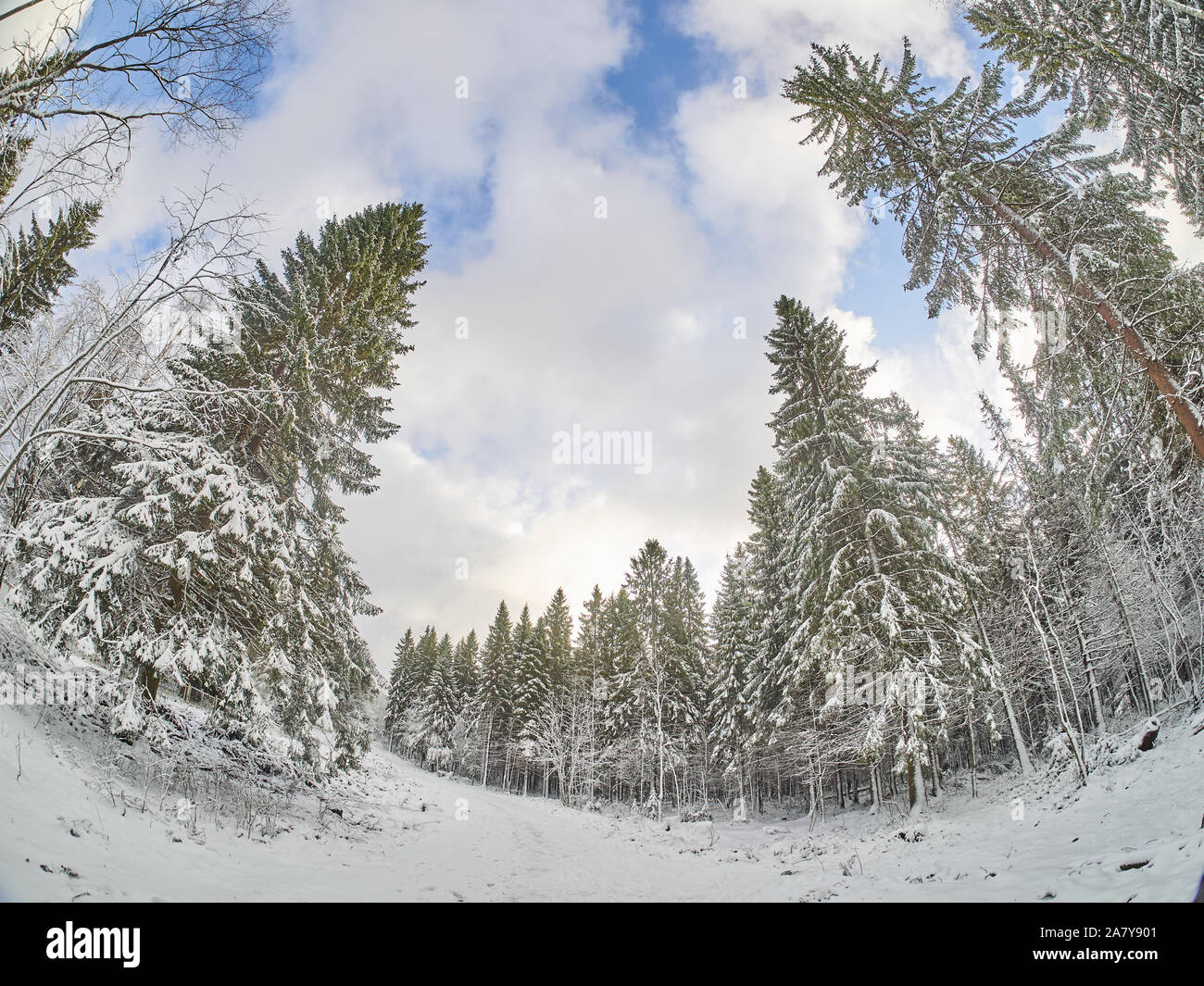 winter in the forest. taiga Stock Photo - Alamy