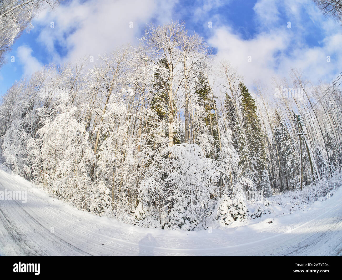 winter in the forest. taiga Stock Photo - Alamy