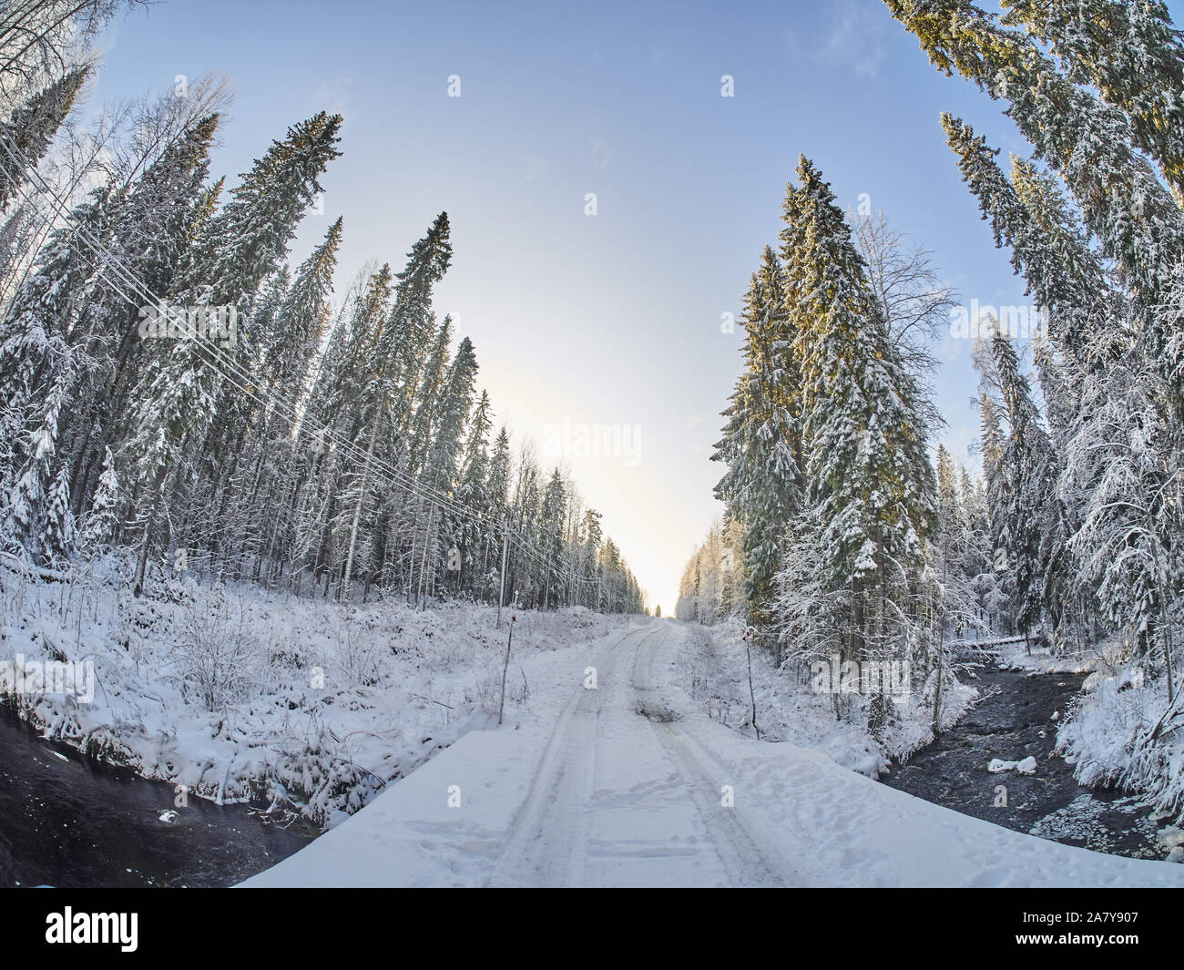 winter in the forest. taiga Stock Photo - Alamy
