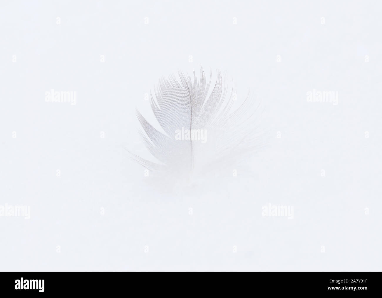 feather in the snow Stock Photo - Alamy