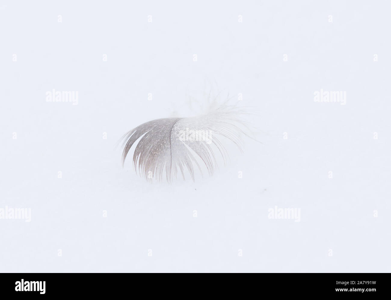 Snowy parrot hi-res stock photography and images - Alamy