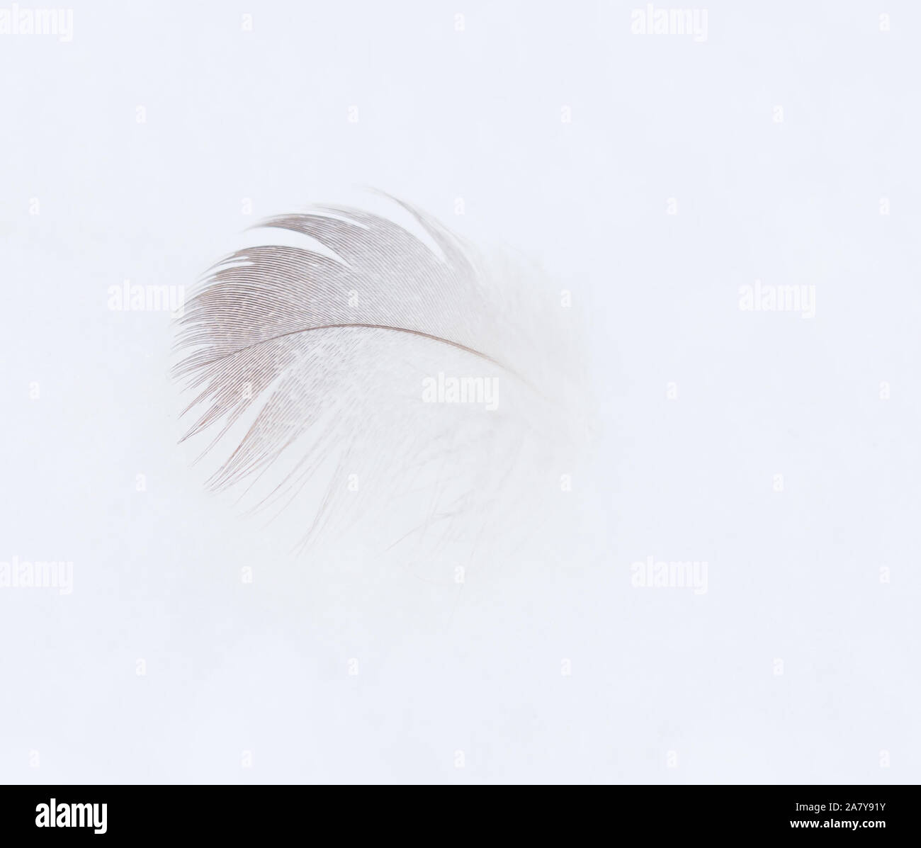 feather in the snow Stock Photo - Alamy