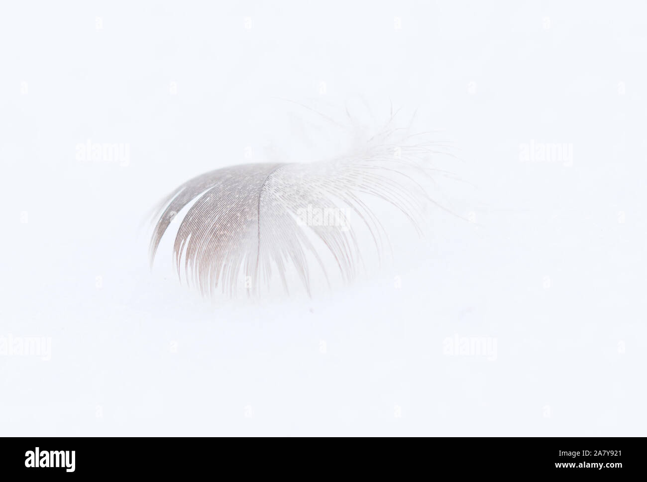 feather in the snow Stock Photo - Alamy