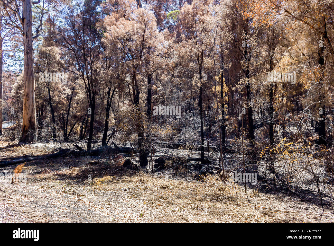 Black saturday bushfire hi-res stock photography and images - Alamy