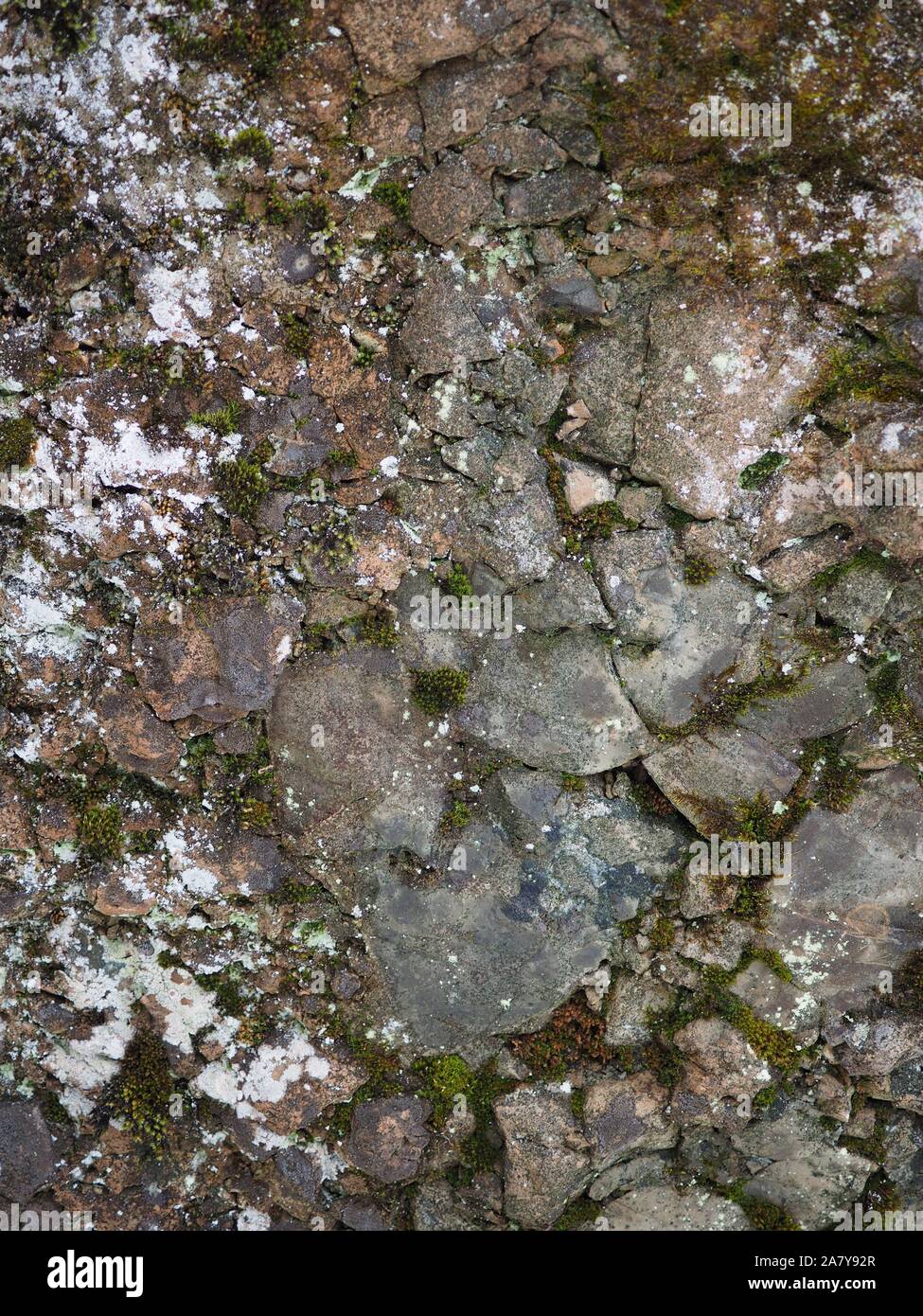 lichen on the stone. forest Stock Photo - Alamy